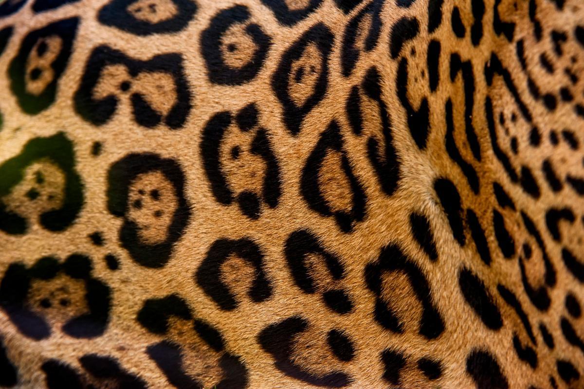 4 Types of Jaguars - Species, Characteristics, and Habitats