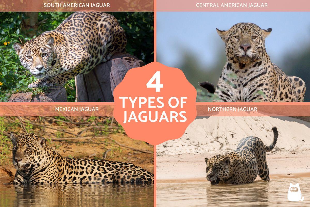 4 Types of Jaguars - Species, Characteristics, and Habitats
