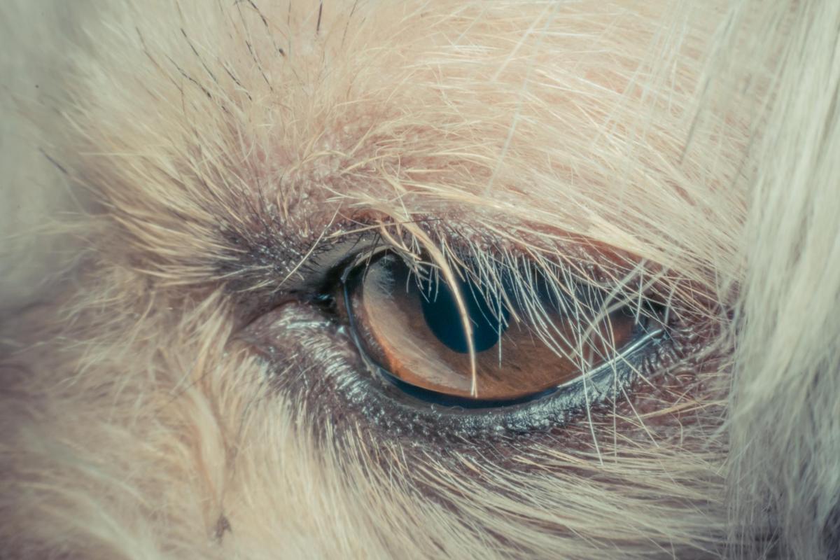 Distichiasis in Dogs - Symptoms, Causes and Treatment