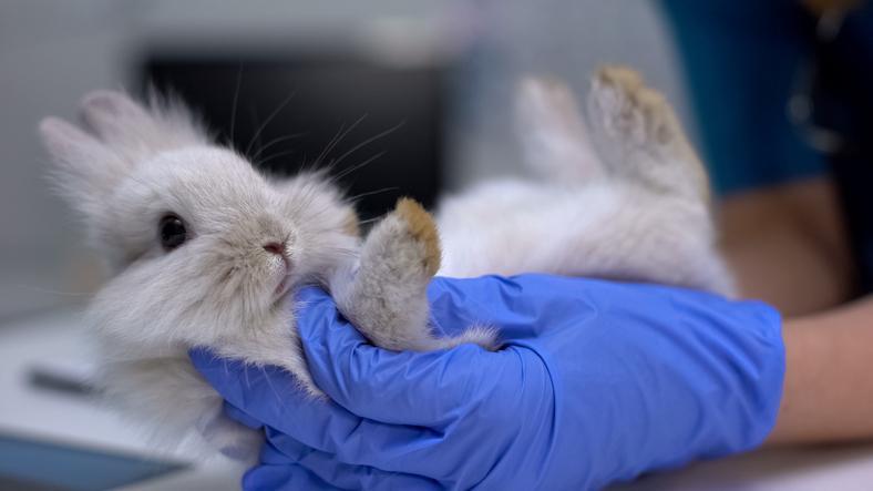 How Do I Know If My Rabbit Has Mites? - Symptoms, Types and Treatment