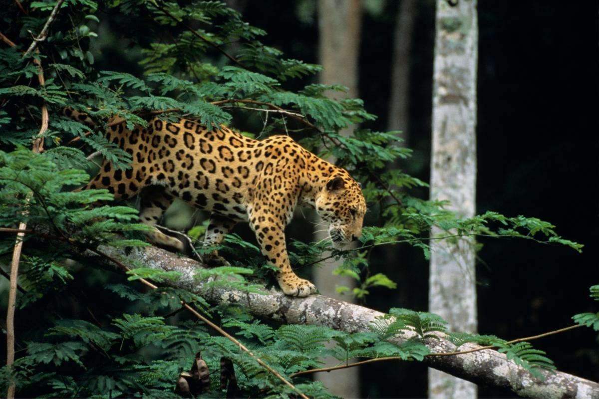 4 Types of Jaguars - Species, Characteristics, and Habitats