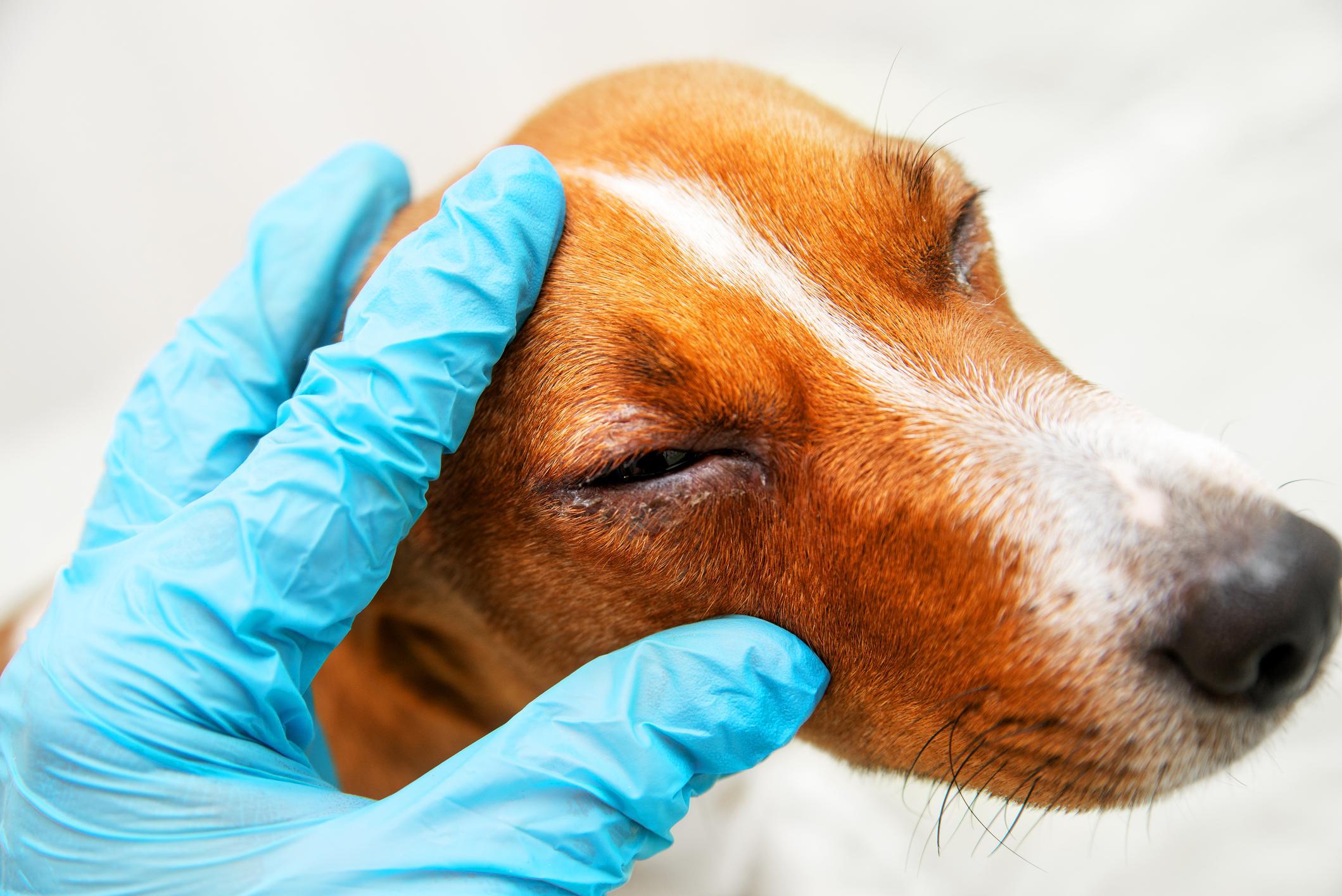 Distichiasis in Dogs - Symptoms, Causes and Treatment