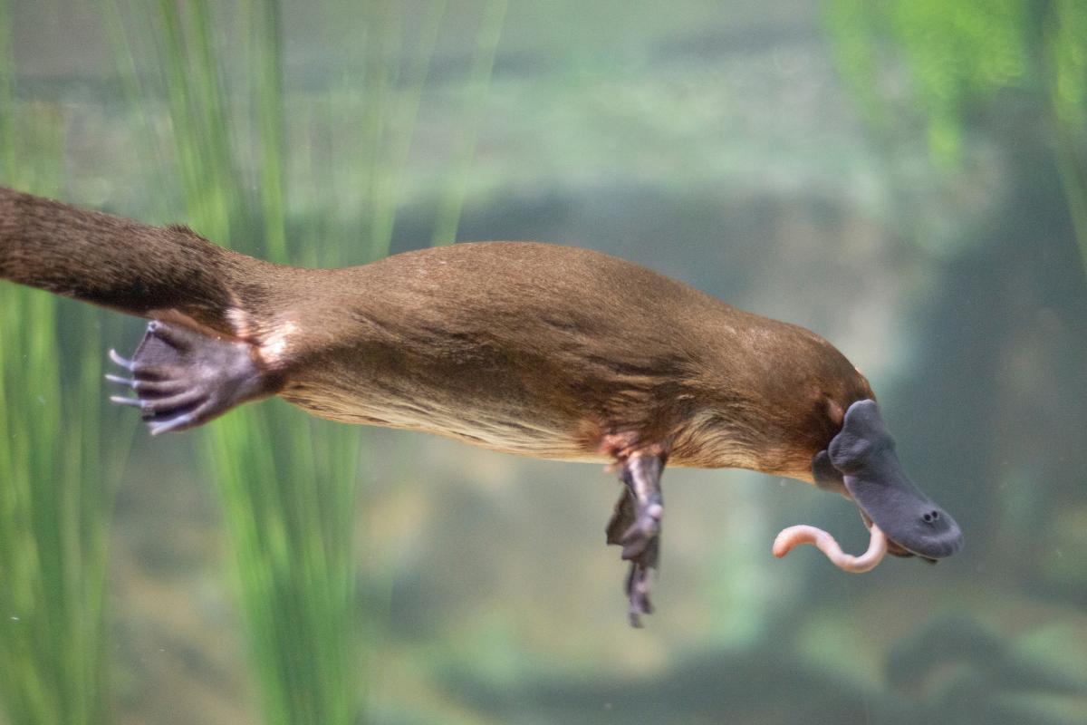 16 Most Venomous Mammals in the World List - With Photos