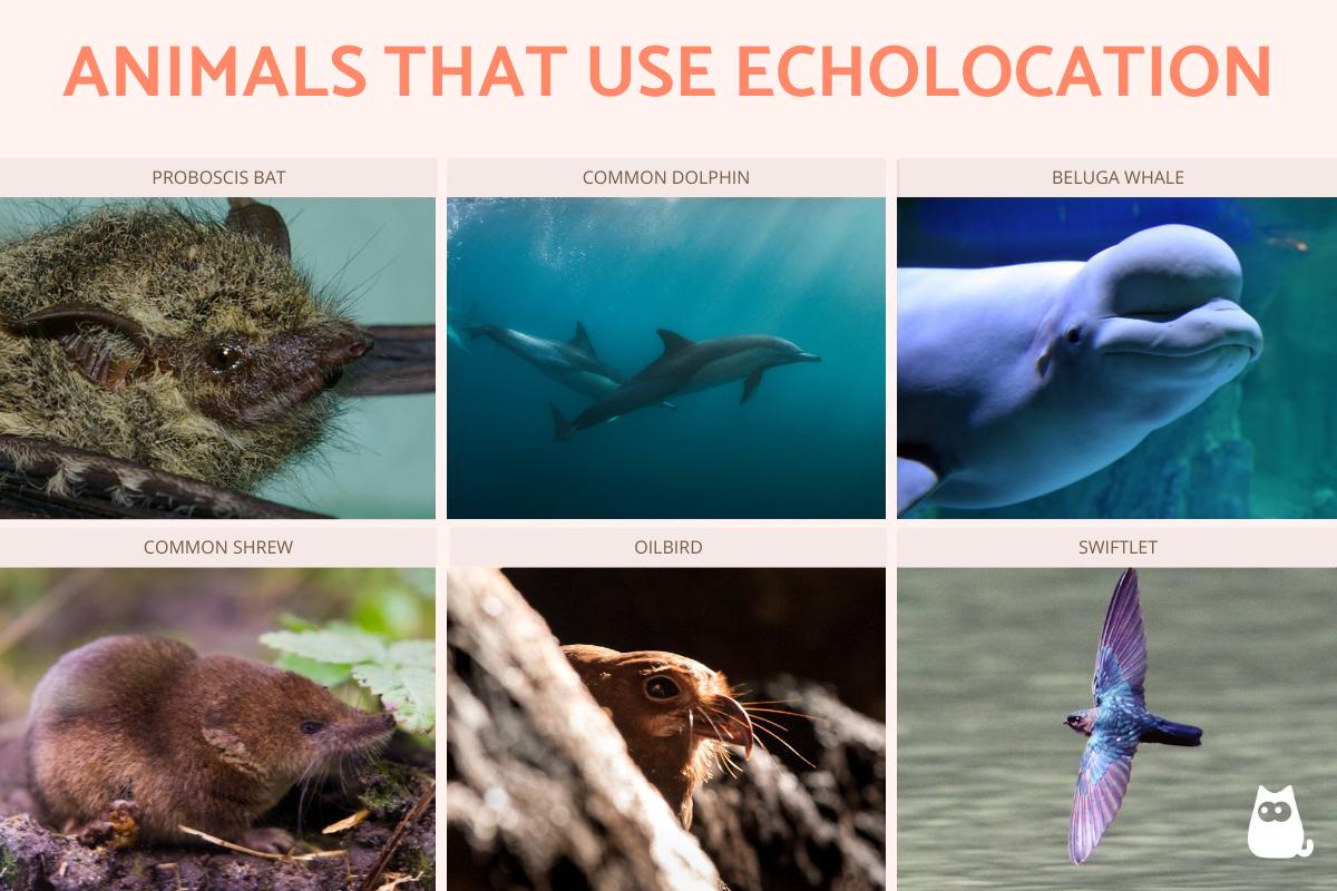 Animals That Use Echolocation - List of Examples With Photos
