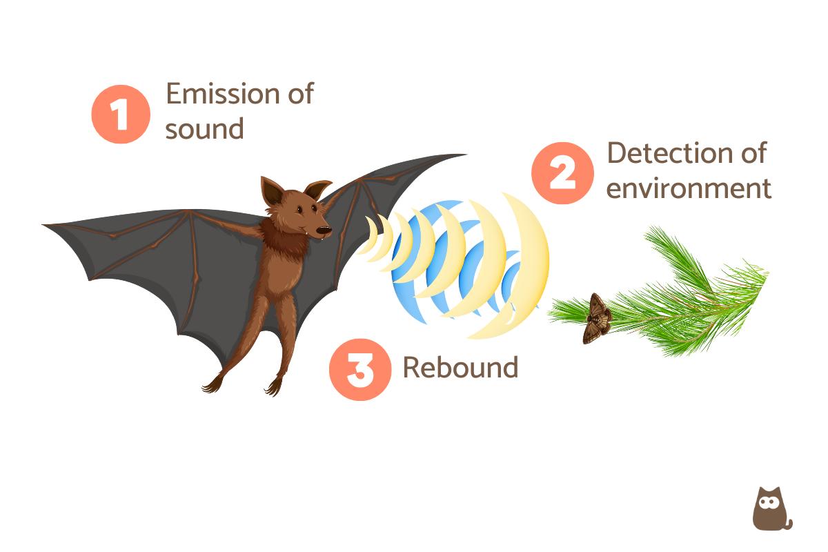 Animals That Use Echolocation - List of Examples With Photos