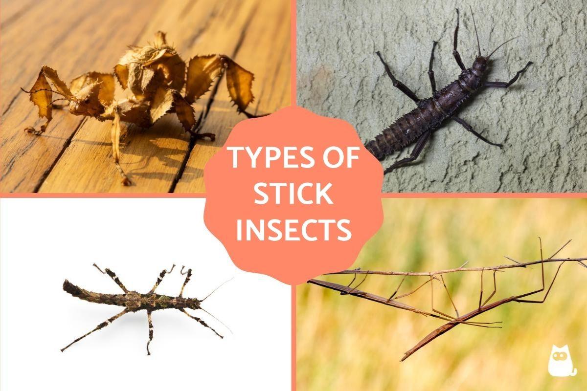 Types of Stick Insects - Characteristics of Stick Bugs - With Photos