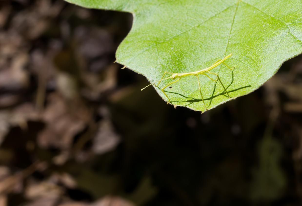Types of Stick Insects - Characteristics of Stick Bugs - With Photos