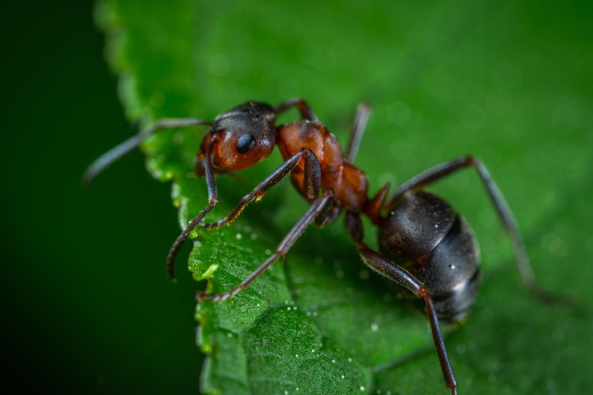 Ant Anatomy - A Comprehensive Guide