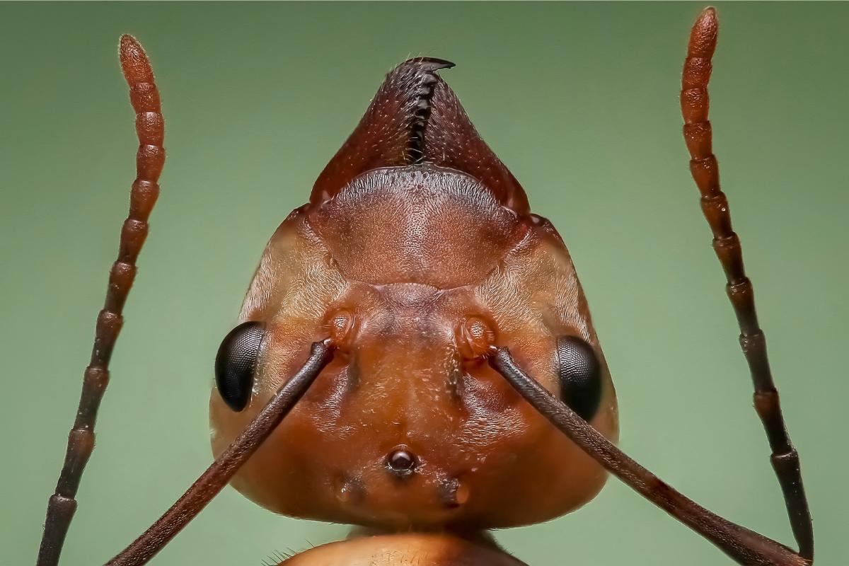 Ant Anatomy - A Comprehensive Guide