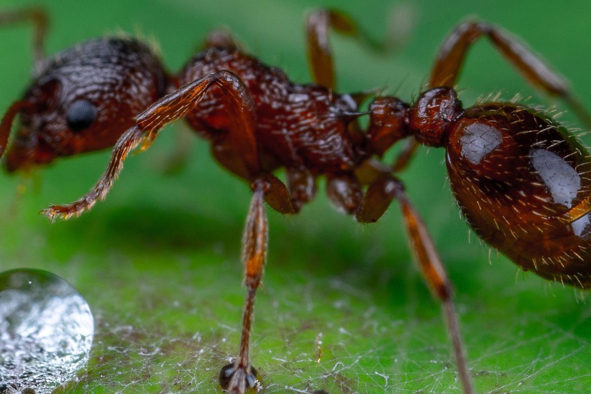 Ant Anatomy - A Comprehensive Guide