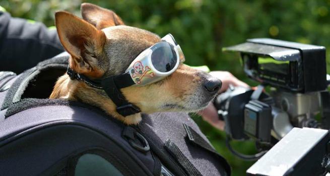 Dogs Riding on Motorcycles - Is it Safe?