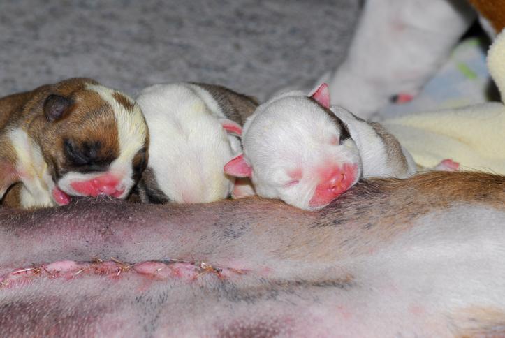 When is a Dog Cesarean Section Needed? - Plus Aftercare and Feeding Info