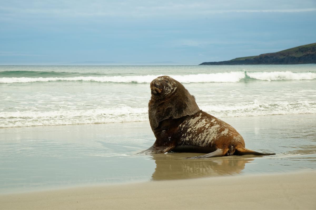 12 The Most Dangerous Animals in New Zealand - NZ Deadly Animals With ...