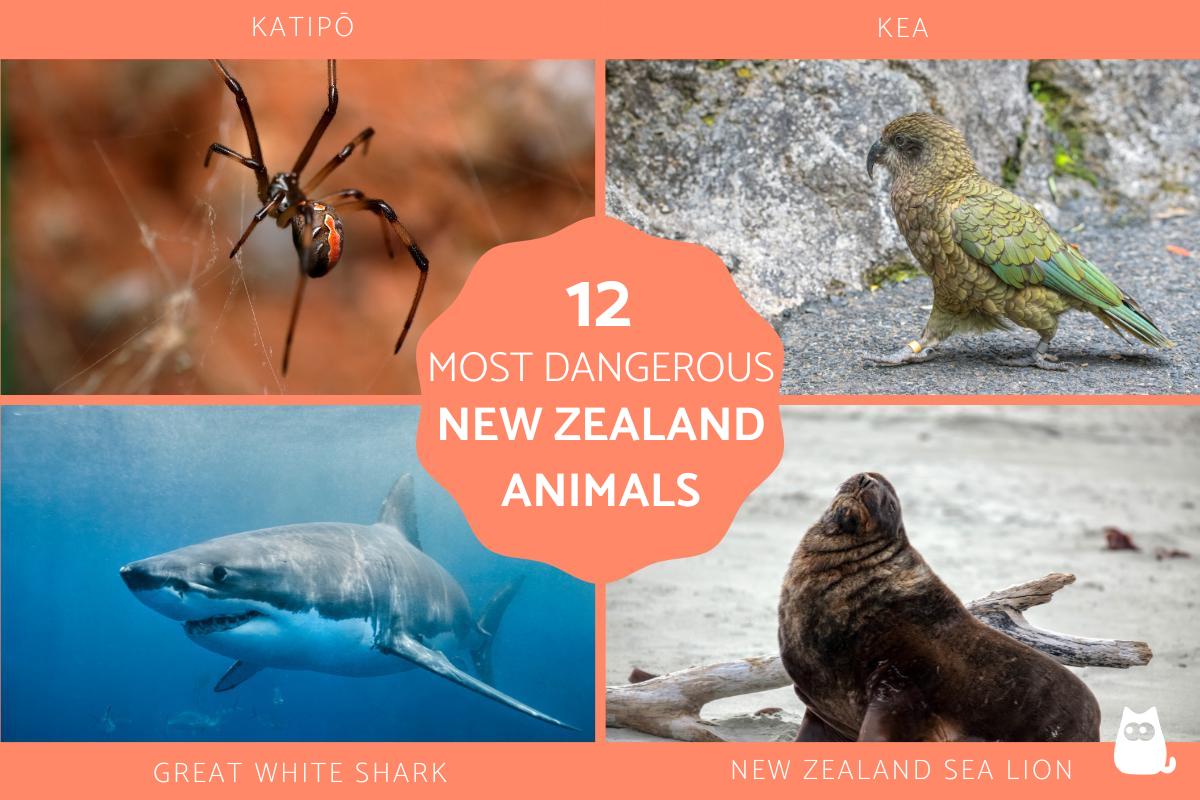 12 The Most Dangerous Animals in New Zealand - NZ Deadly Animals With Photos