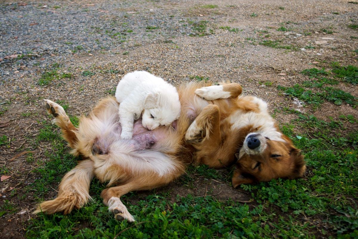 When is a Dog Cesarean Section Needed? - Plus Aftercare and Feeding Info