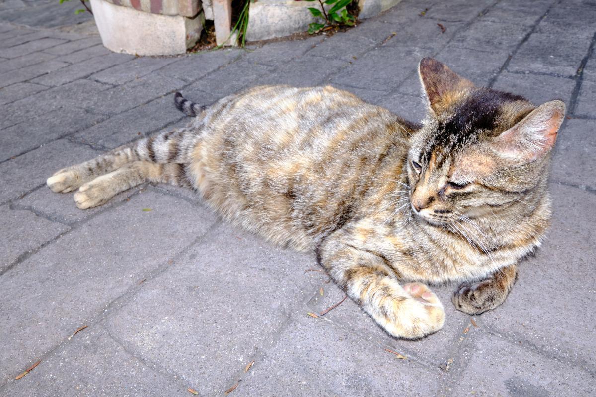 My Cat Has a Bloated and Soft Stomach - Feline Distended Abdomen Causes