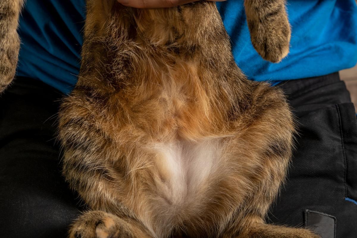 My Cat Has a Bloated and Soft Stomach - Feline Distended Abdomen Causes