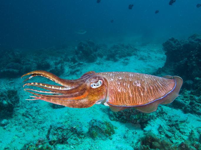 How Do Mollusks Reproduce? - Examples of Mollusk Reproduction