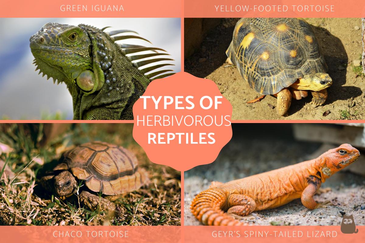 Which Reptiles Are Herbivorous? - Types of Herbivore Reptiles