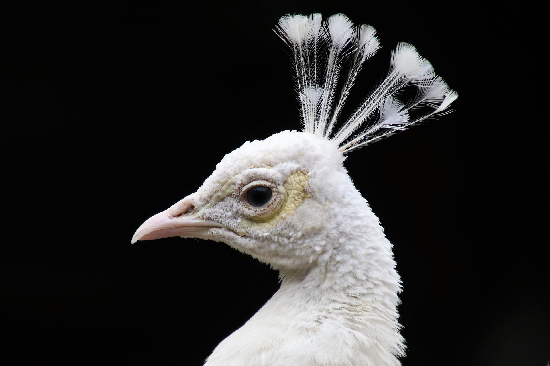 What Is Albinism In Animals