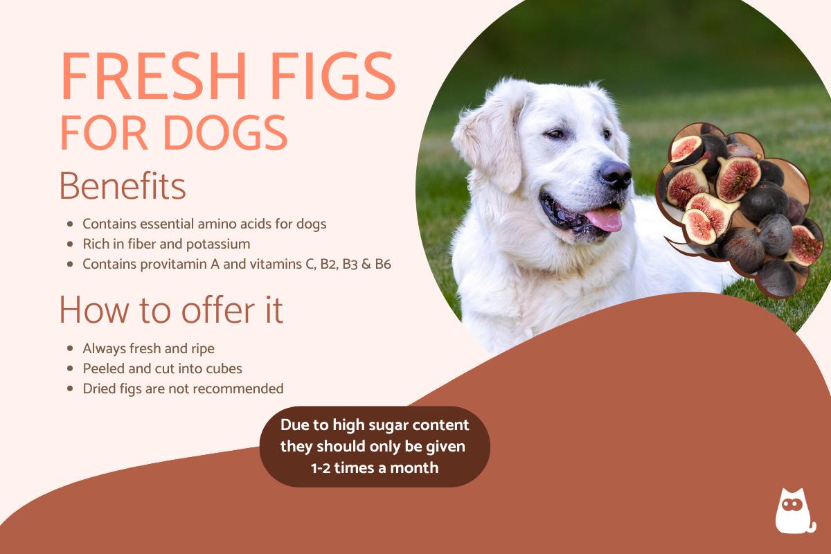 Can Dogs Eat Figs? - Possible Benefits and How to Feed Figs to Dogs