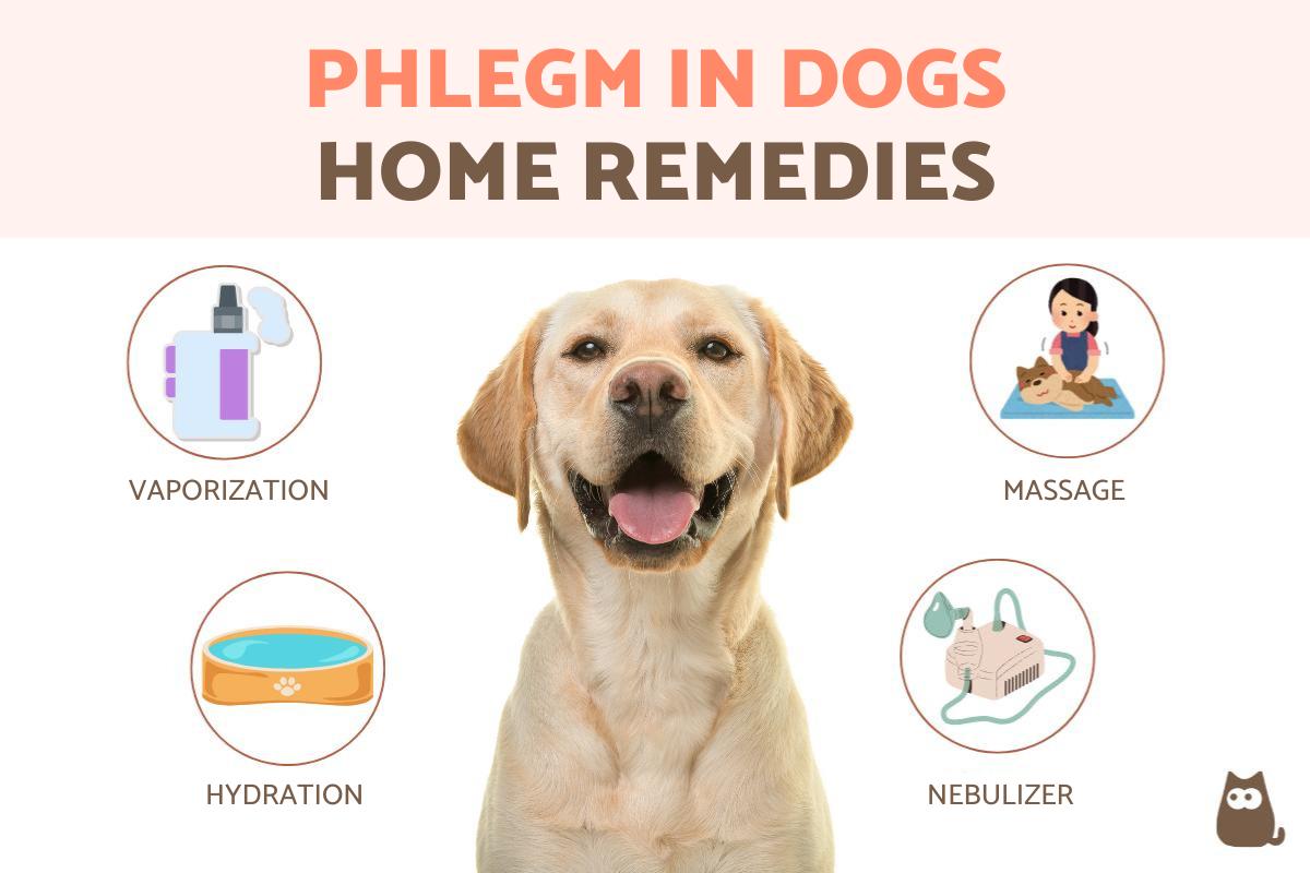 Phlegm in Dogs Remedies - Nebulizers and Other Treatments