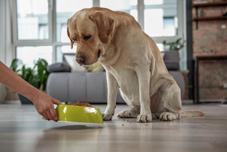 Why Do Dogs Hide Food? - Reasons for Burying and Covering Food