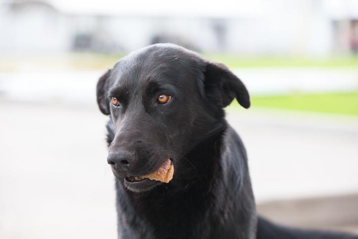 Why Do Dogs Hide Food? - Reasons for Burying and Covering Food