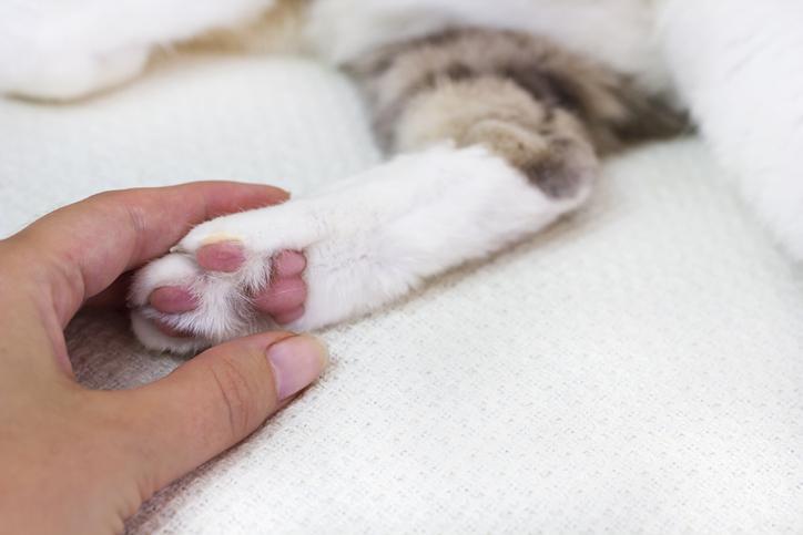 What Does It Mean When a Cat Lets You Touch Its Paws? - Fun Facts About ...