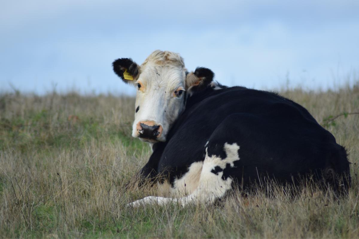 How Long Is a Cow in Labor? - Stages of Cow Labor