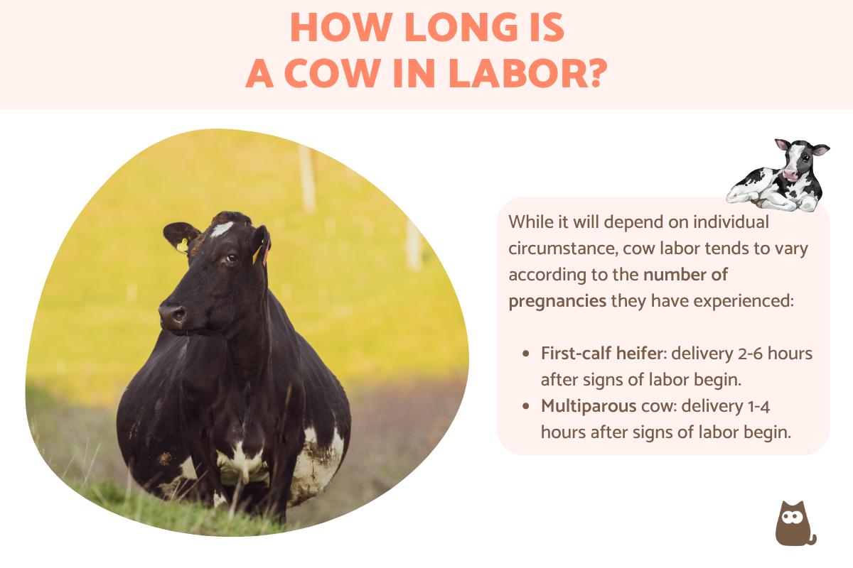 How Long Is a Cow in Labor? - Stages of Cow Labor