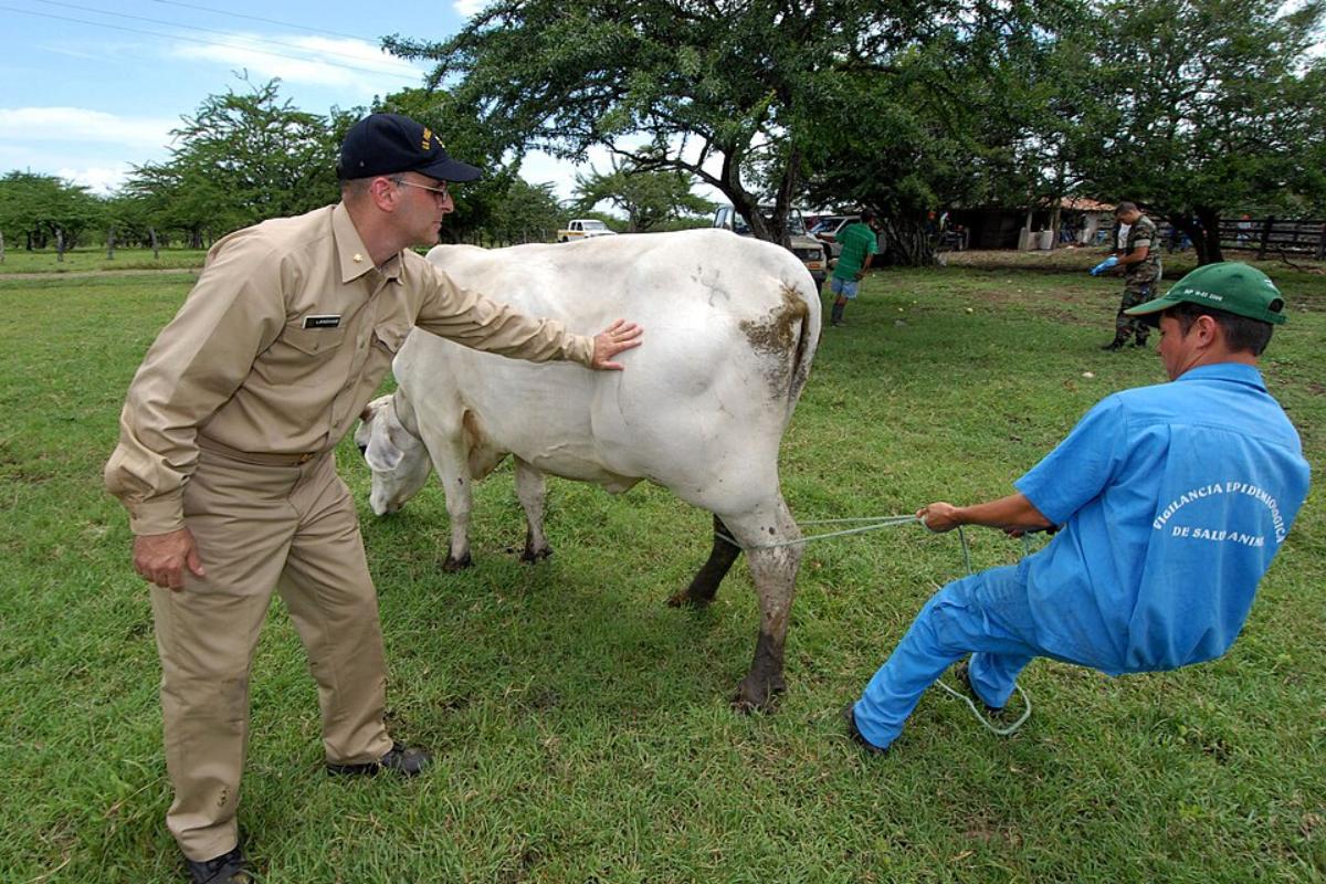 How Long Is a Cow in Labor? - Stages of Cow Labor