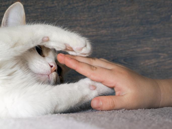 What Does It Mean When a Cat Lets You Touch Its Paws? - Fun Facts About ...