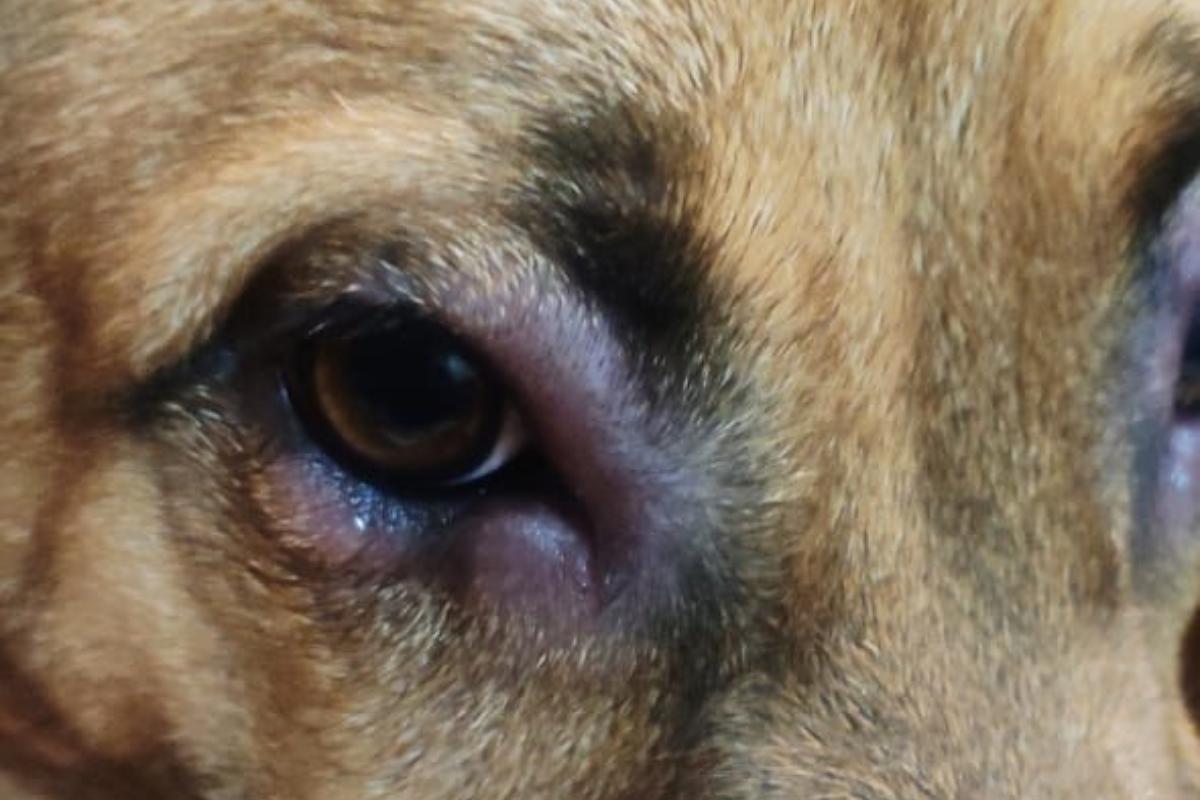 Swollen Eye in Dogs - Causes and Treatments