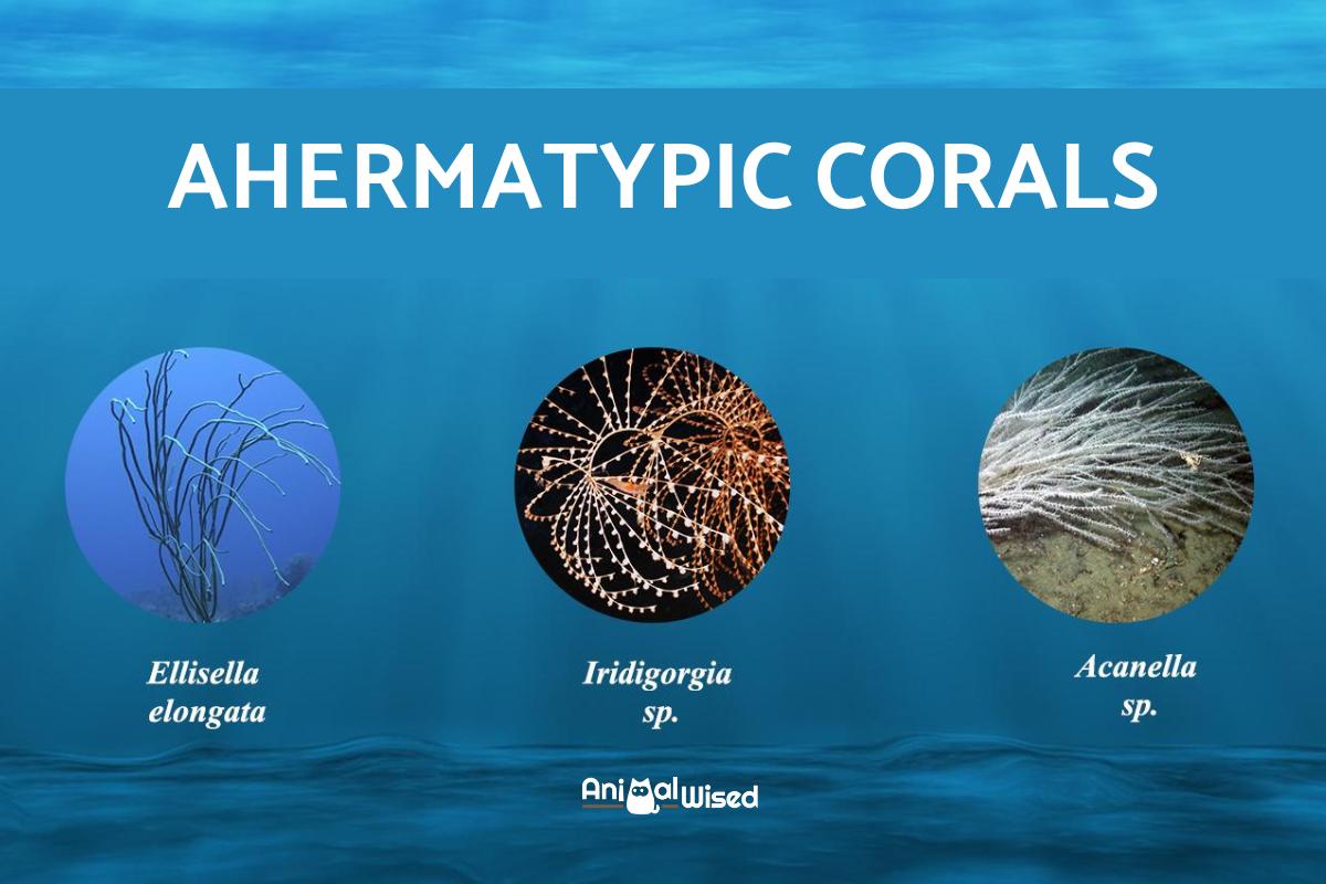 Different Types of Coral - Names and Species With Photos