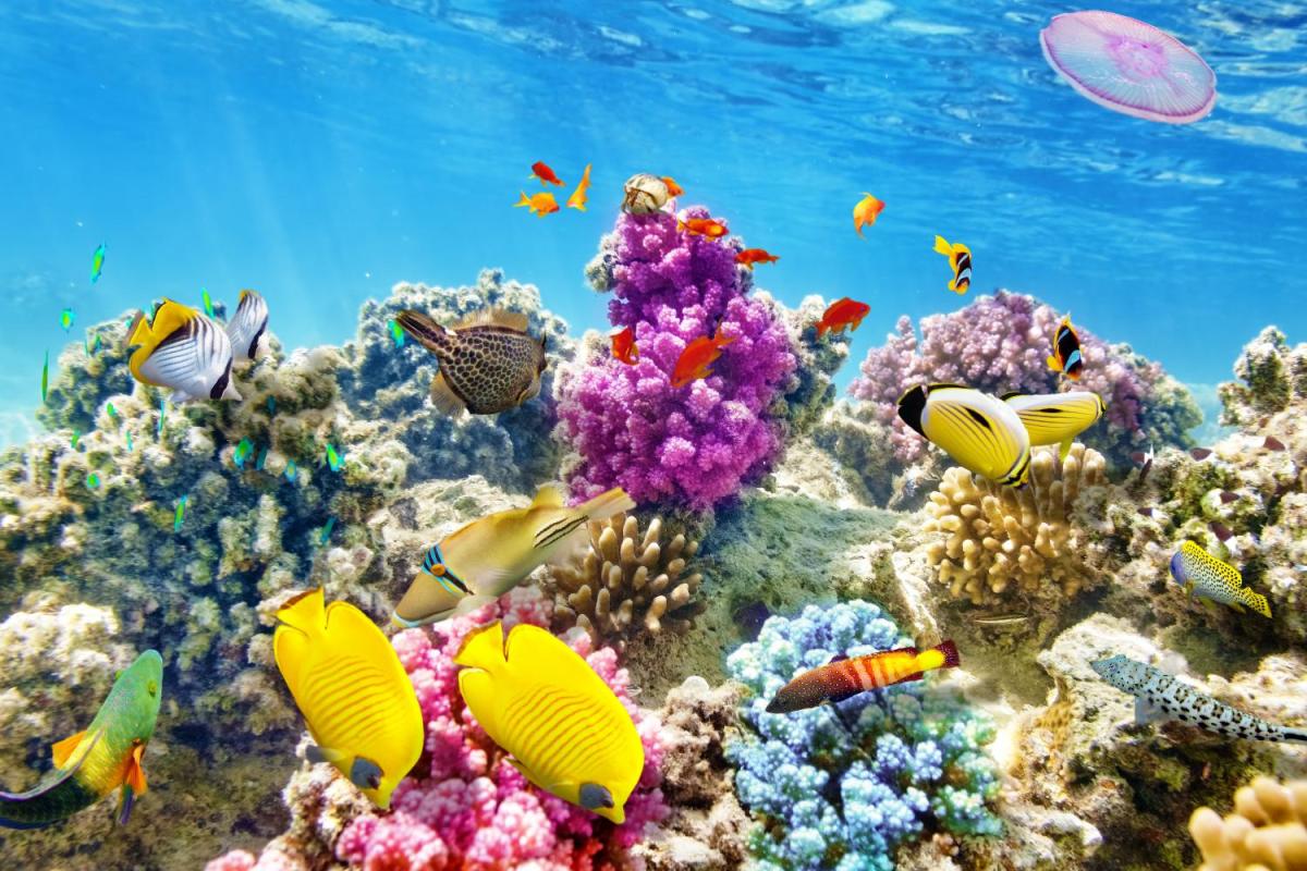 Different Types of Coral - Names and Species With Photos