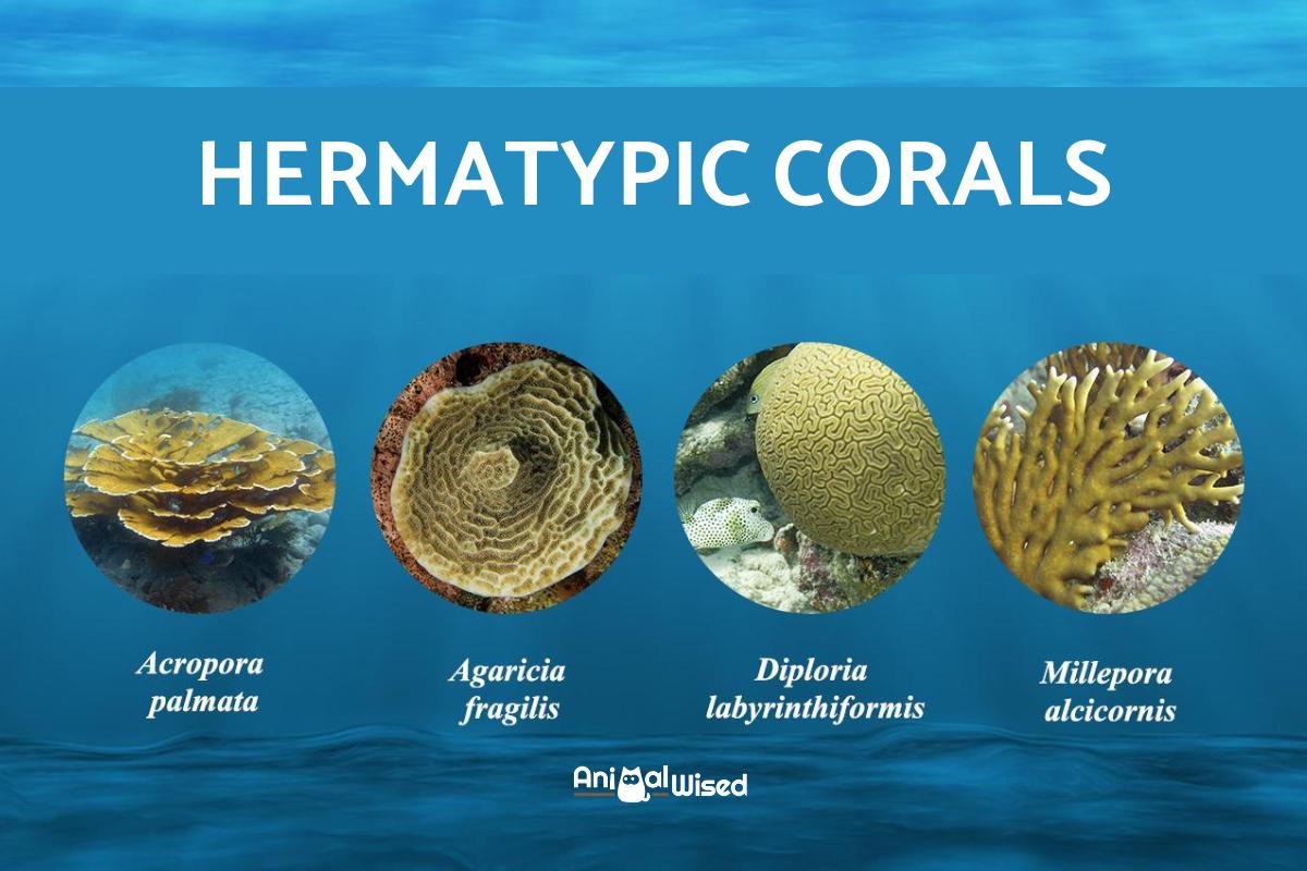 Different Types of Coral - Names and Species With Photos