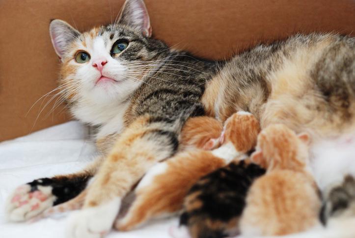 How Long Does it Usually Take for a Cat to Give Birth? - Stages and ...