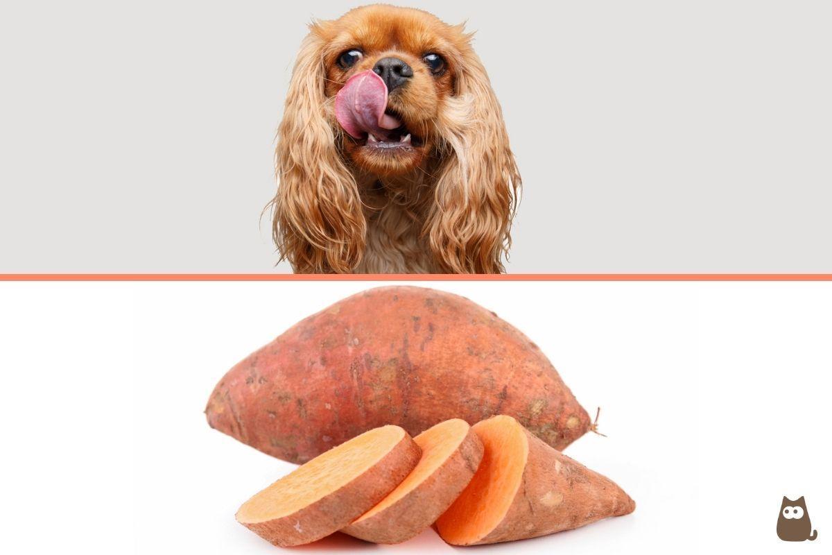 Are Sweet Potatoes Good for Dogs? - Benefits and Risks