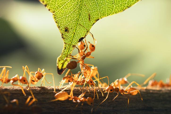 Ant Communication: Chemical Signals, Tactile Interactions, and Auditory ...