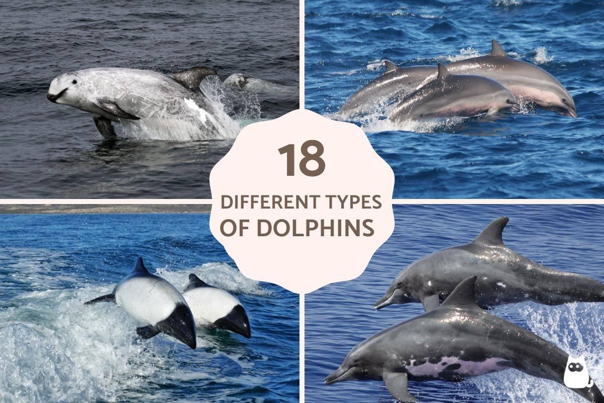 dolphin types list