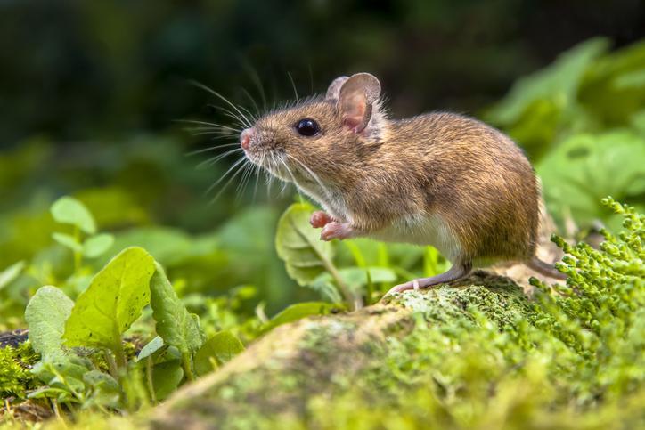 Smells That Mice Hate - Scents to Keep Mice Away