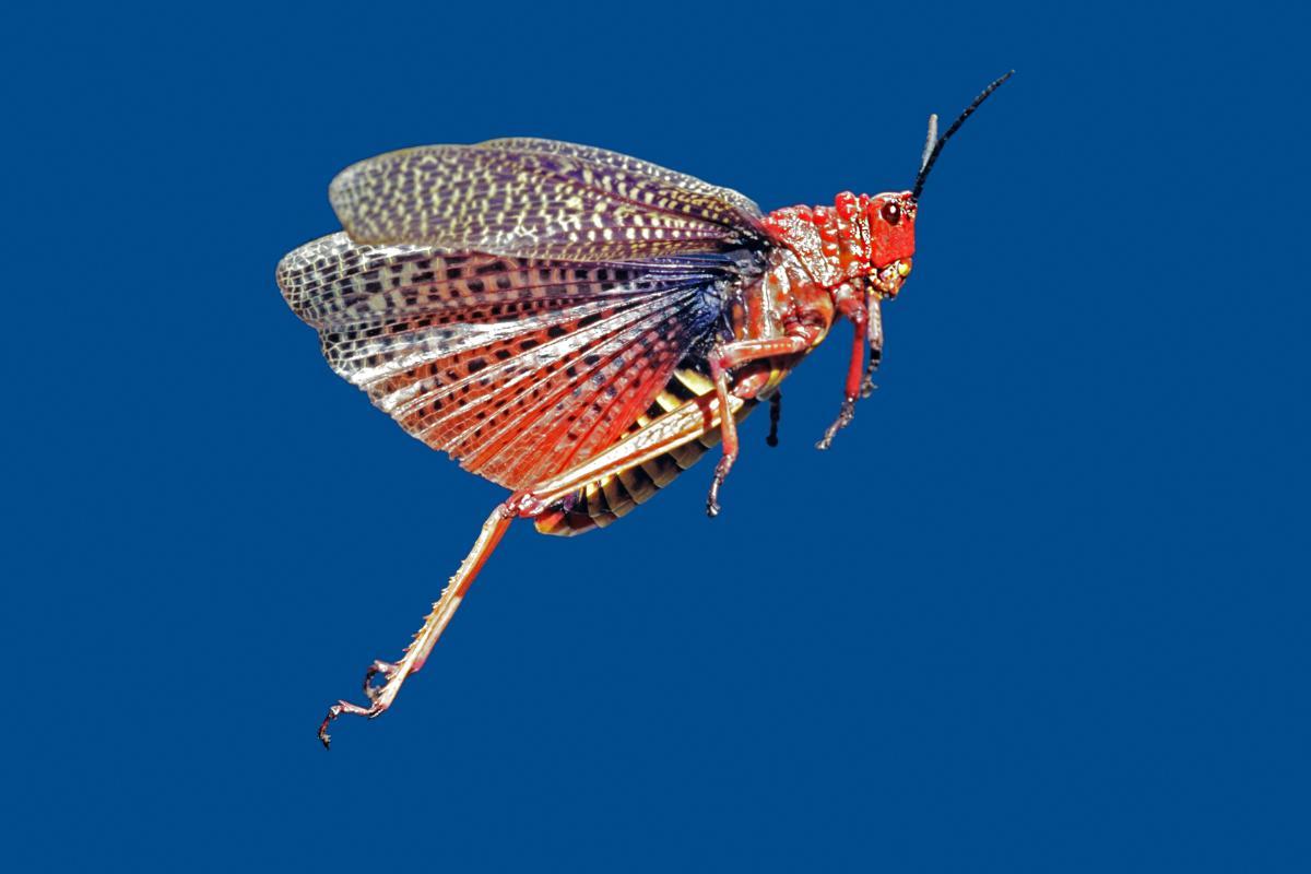 Does a Grasshopper Fly? - Flying in Grasshoppers