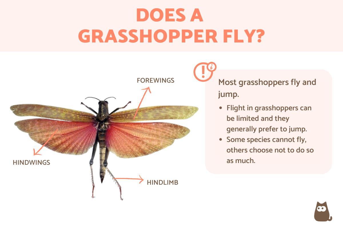 Does a Grasshopper Fly? - Flying in Grasshoppers