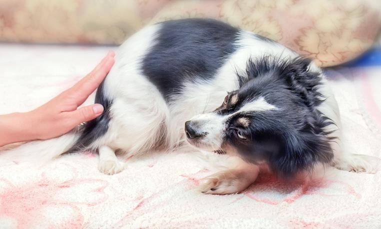 10 Signs a Dog Is Scared of Something - Symptoms of Phobias and Anxiety ...