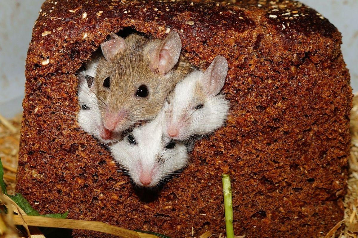 Smells That Mice Hate - Scents to Keep Mice Away