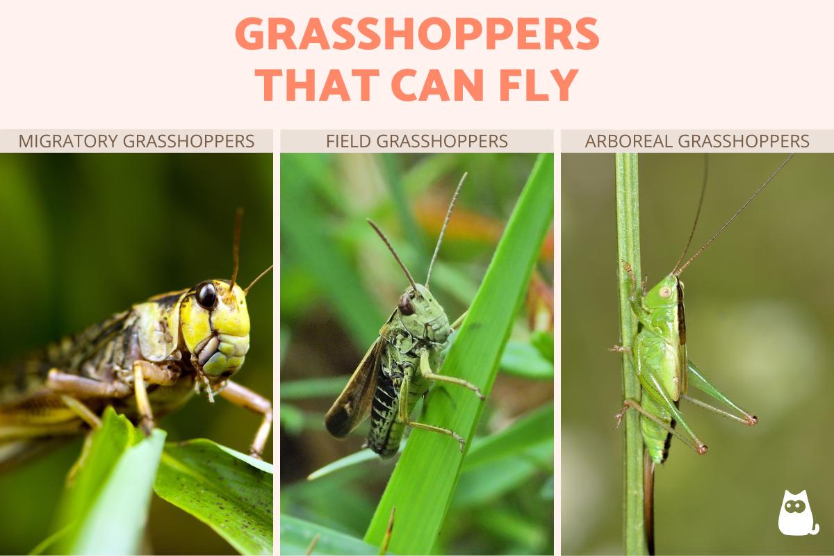 Does a Grasshopper Fly? - Flying in Grasshoppers
