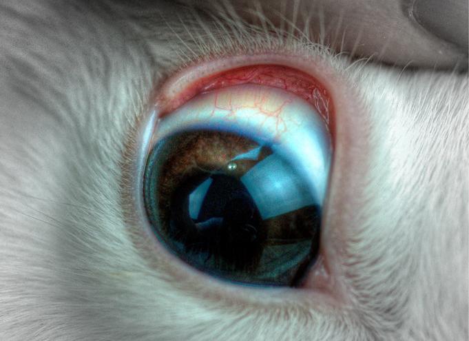 Common Eye Problems in Rabbits - Symptoms and Treatment