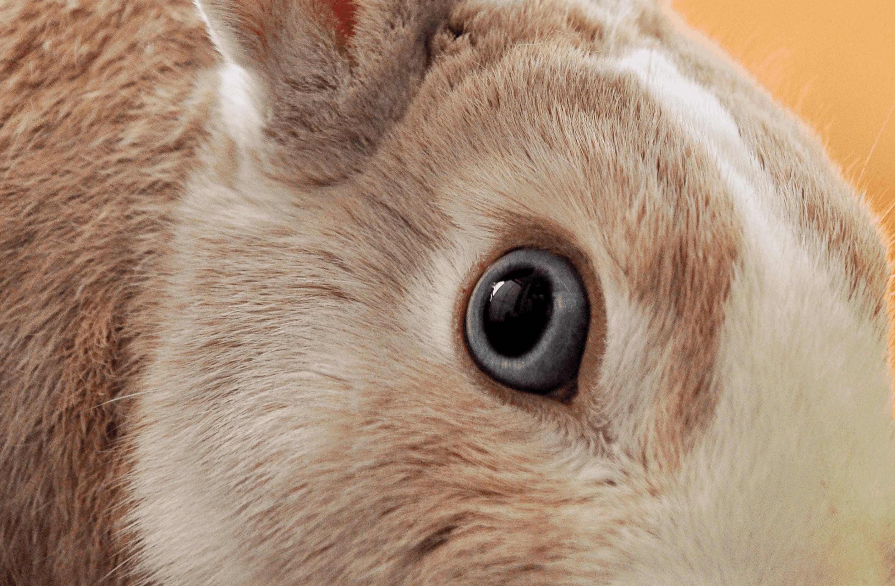 Common Eye Problems in Rabbits - Symptoms and Treatment