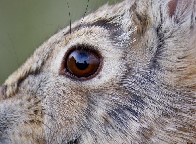 Common Eye Problems in Rabbits - Symptoms and Treatment